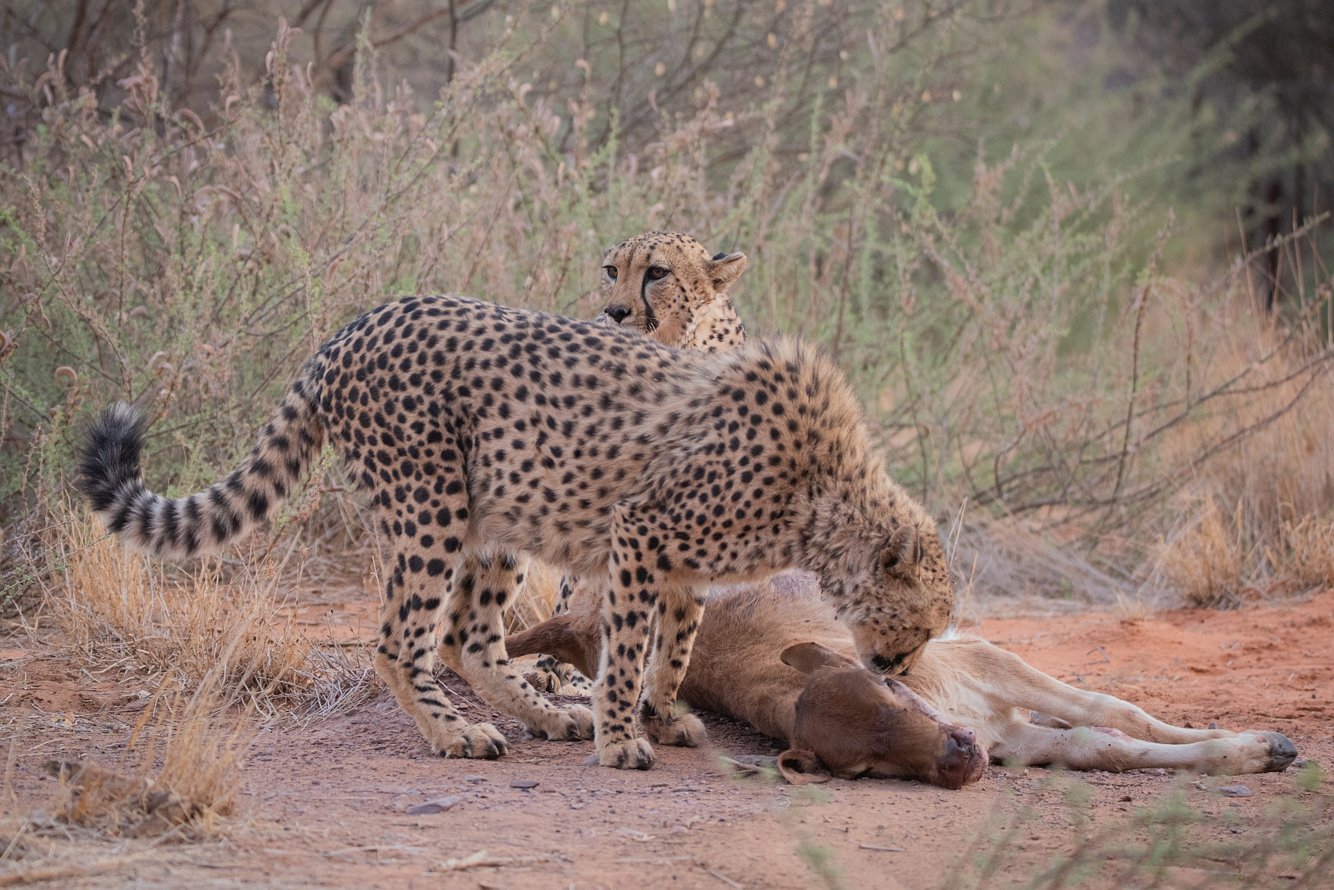 Mitigation of Human-Wildlife Conflicts – GAIA